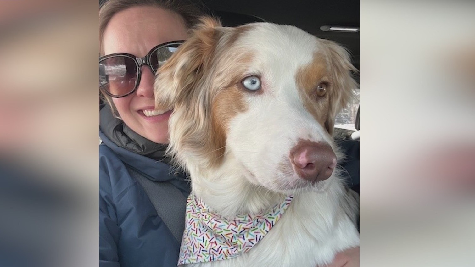 Australian Shepherd makes ‘miraculous’ recovery after ingesting lethal ...
