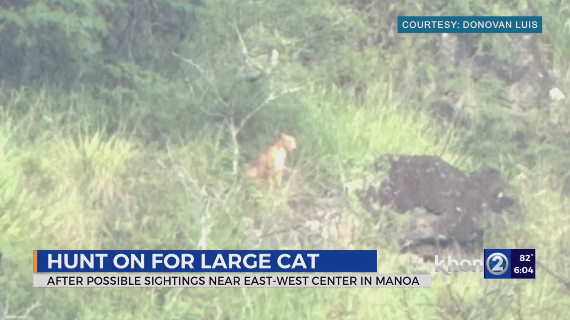 Animal resource officers on wild cat chase in Manoa – KHON2