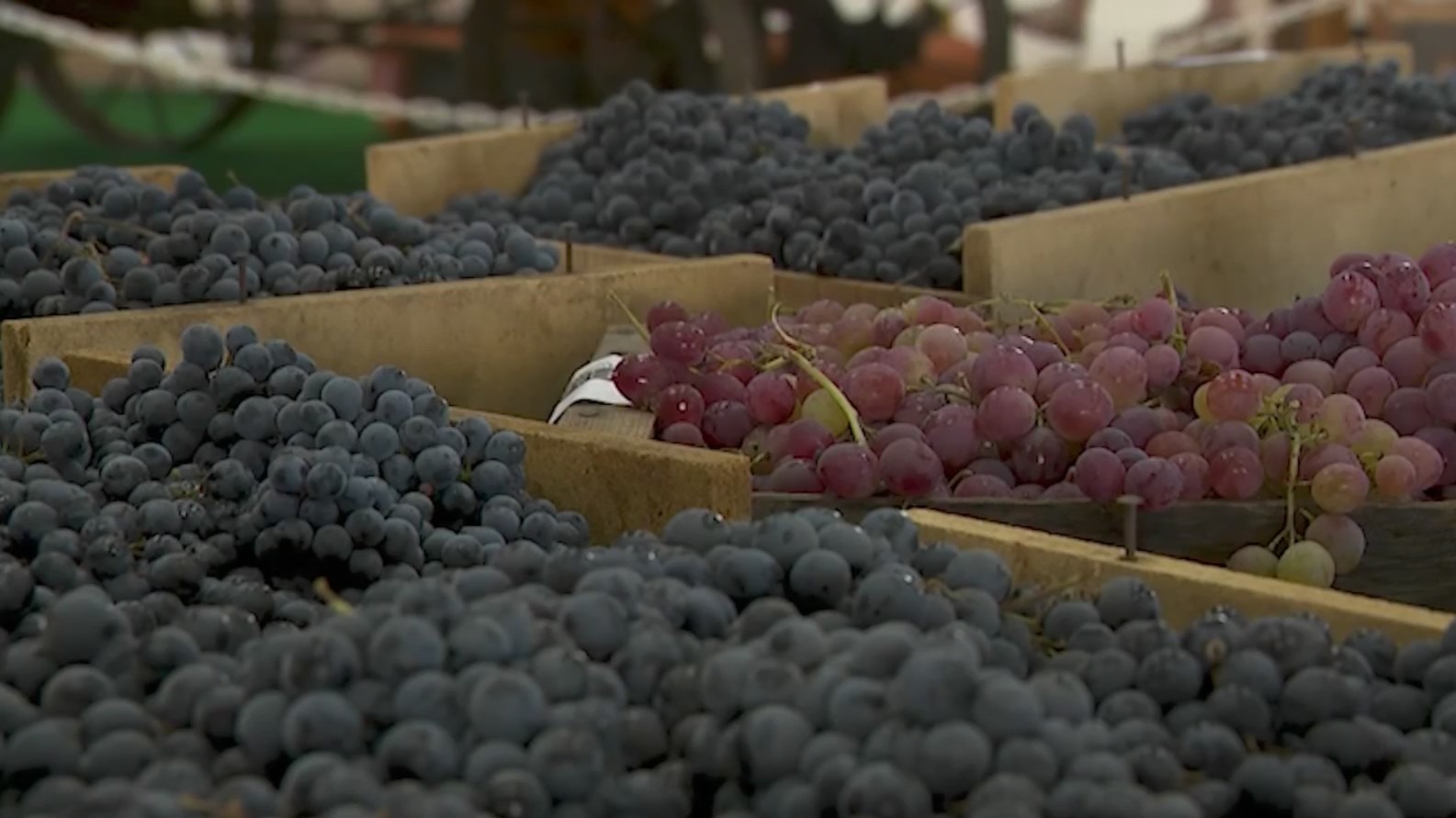 Lodi Grape Festival 2025 is in full swing this weekend – FOX40 News