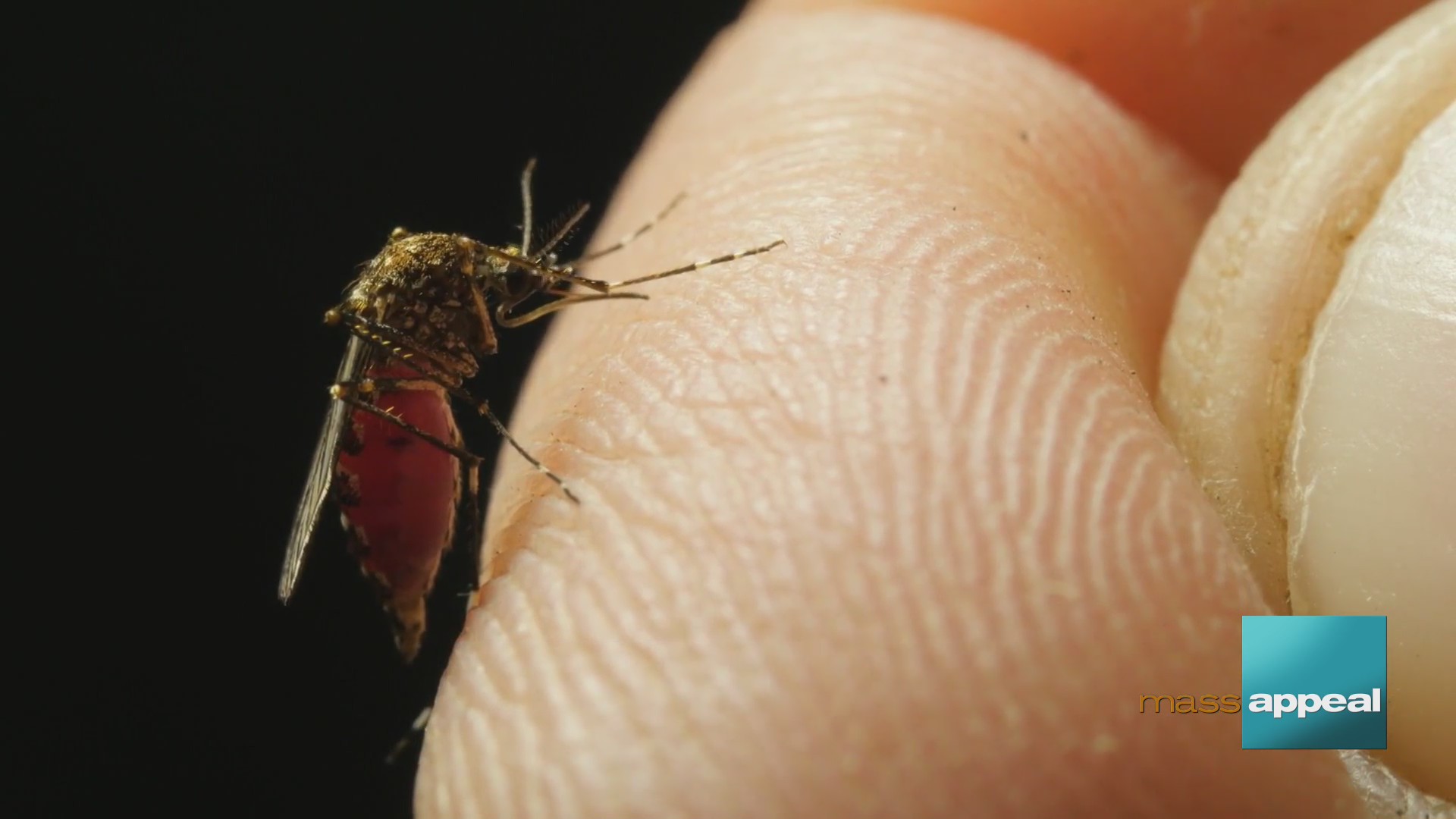 Mass Appeal Protecting yourself from bug bites – WWLP