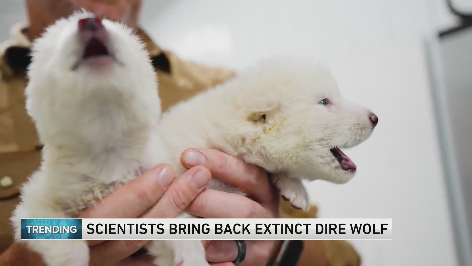 Scientists genetically engineer wolves with white hair and muscular ...