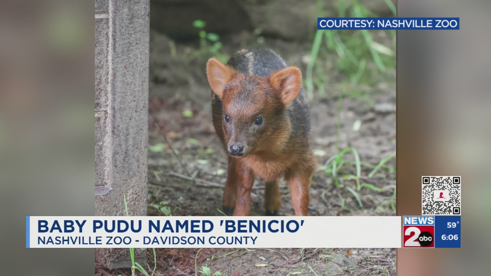 Nashville Zoo S Southern Pudu Fawn Named Benicio Wkrn News 2