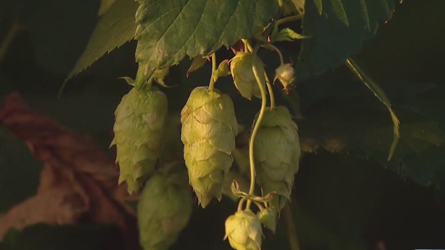 Oregon farmers harvest fewer hops for another year due to declining ...