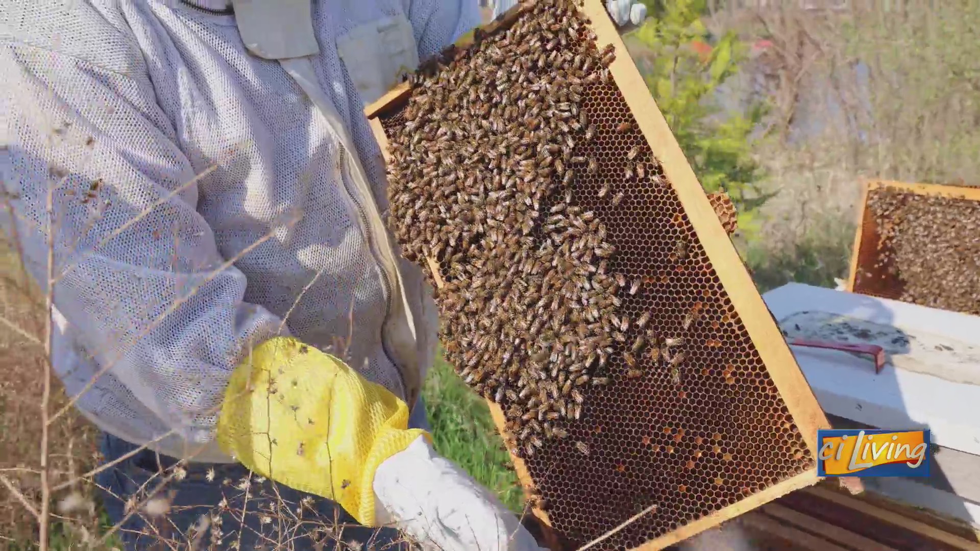Learn How to Split a Beehive Part 2 – WCIA.com