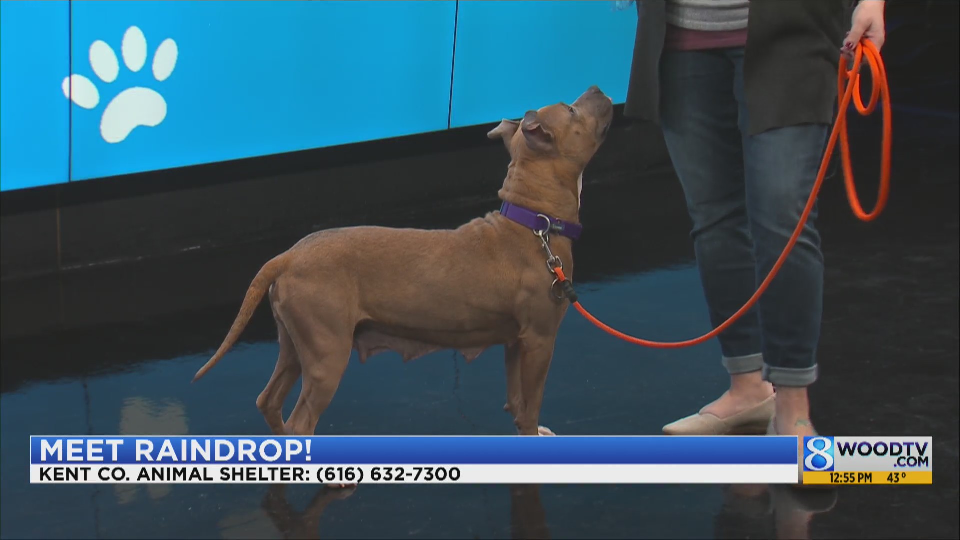 KCAS Pets of the Week: Oprah and Raindrop – WOODTV.com