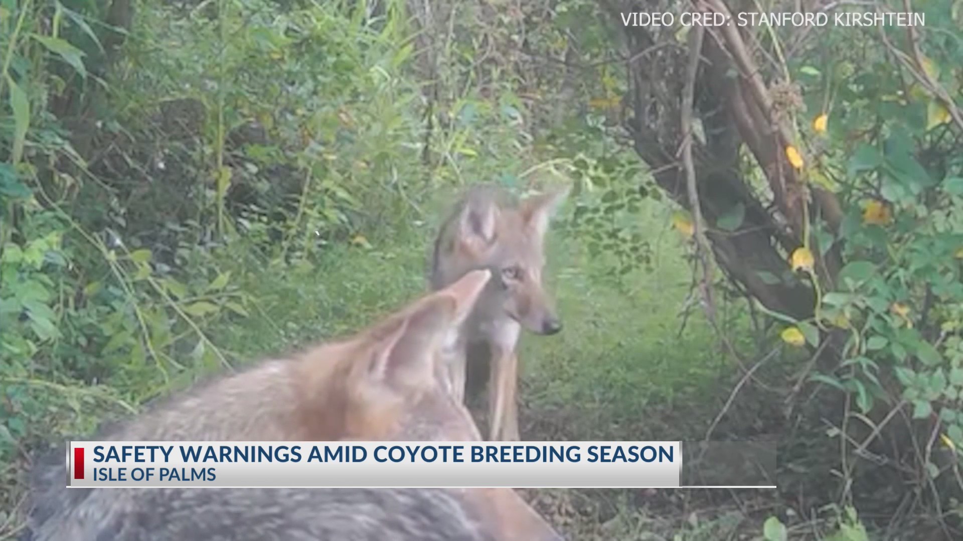 Safety warnings amid coyote breeding season – WCBD News 2