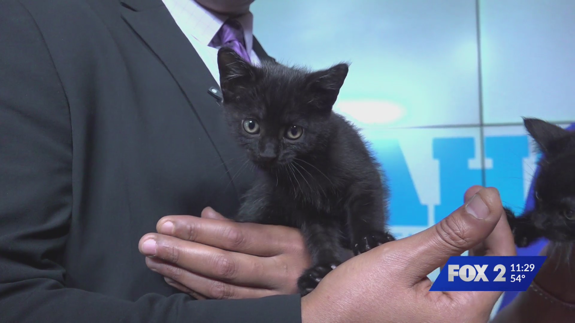 Pet Adoption: Hobble and Wobble – FOX 2