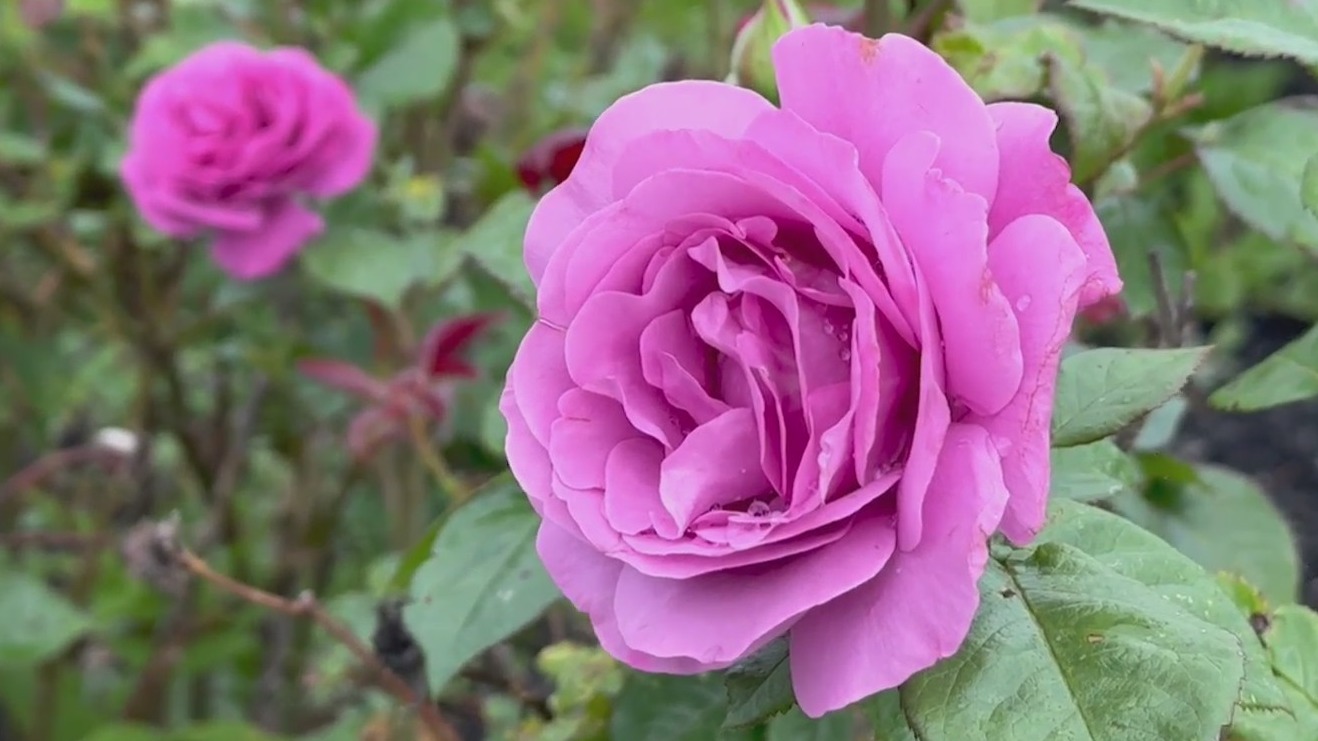 Kucko’s Camera: Maplewood Rose Garden – RochesterFirst