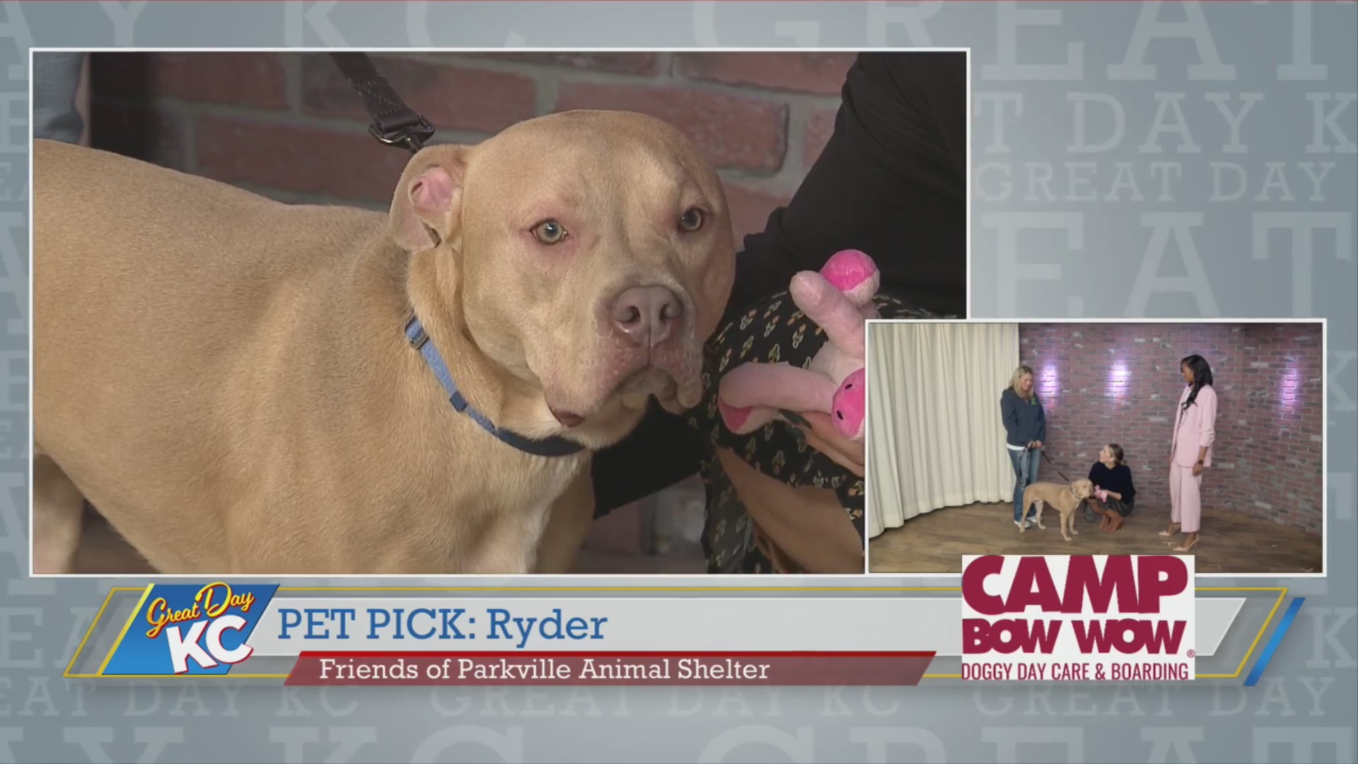 PET PICK: Ryder – FOX 4 Kansas City WDAF-TV | News, Weather, Sports