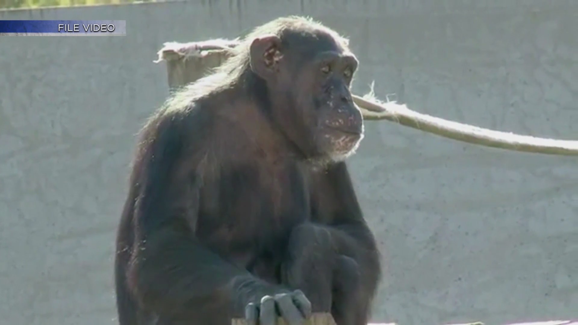 Animal advocates urge chimp relocation amid deaths at Alamogordo ...