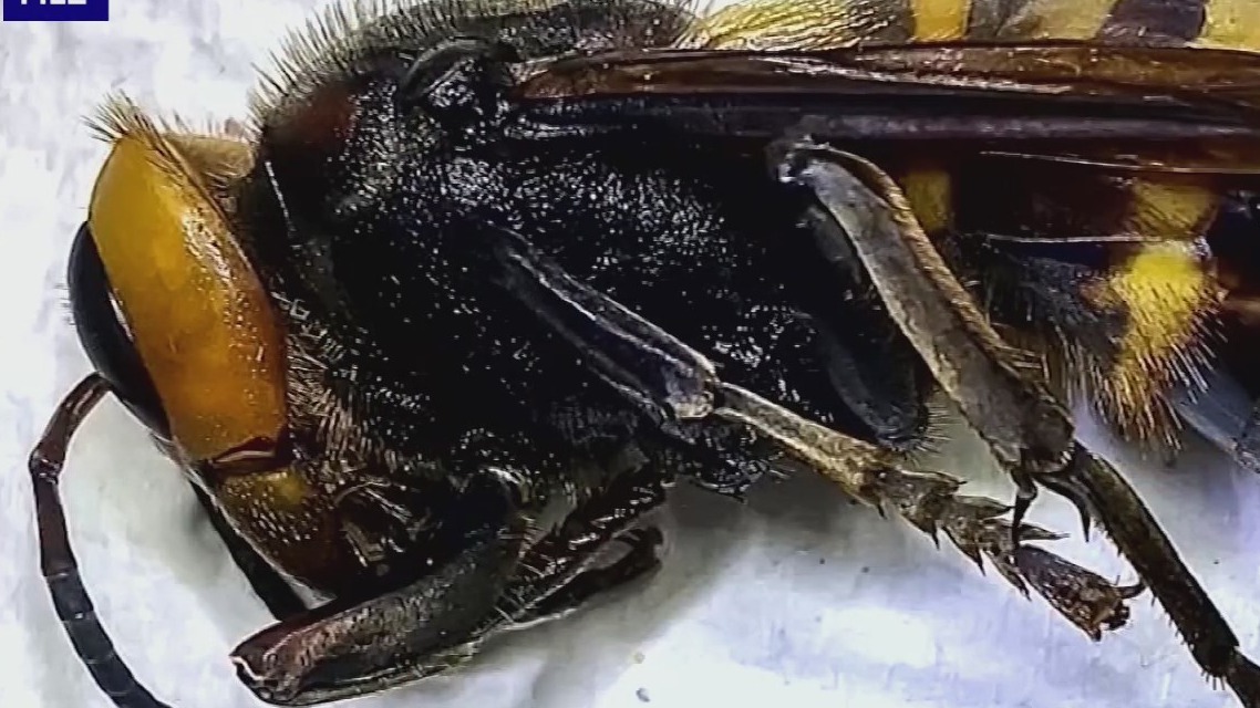 ‘Murder hornets’ eradicated from Washington, ending threat to US ...