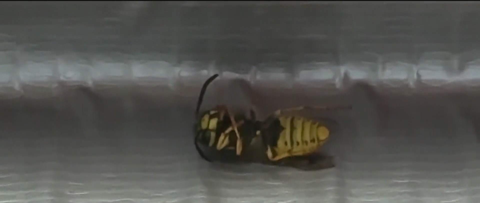 NYCHA steps in after PIX11 reports on Bronx family’s hornet nightmare ...
