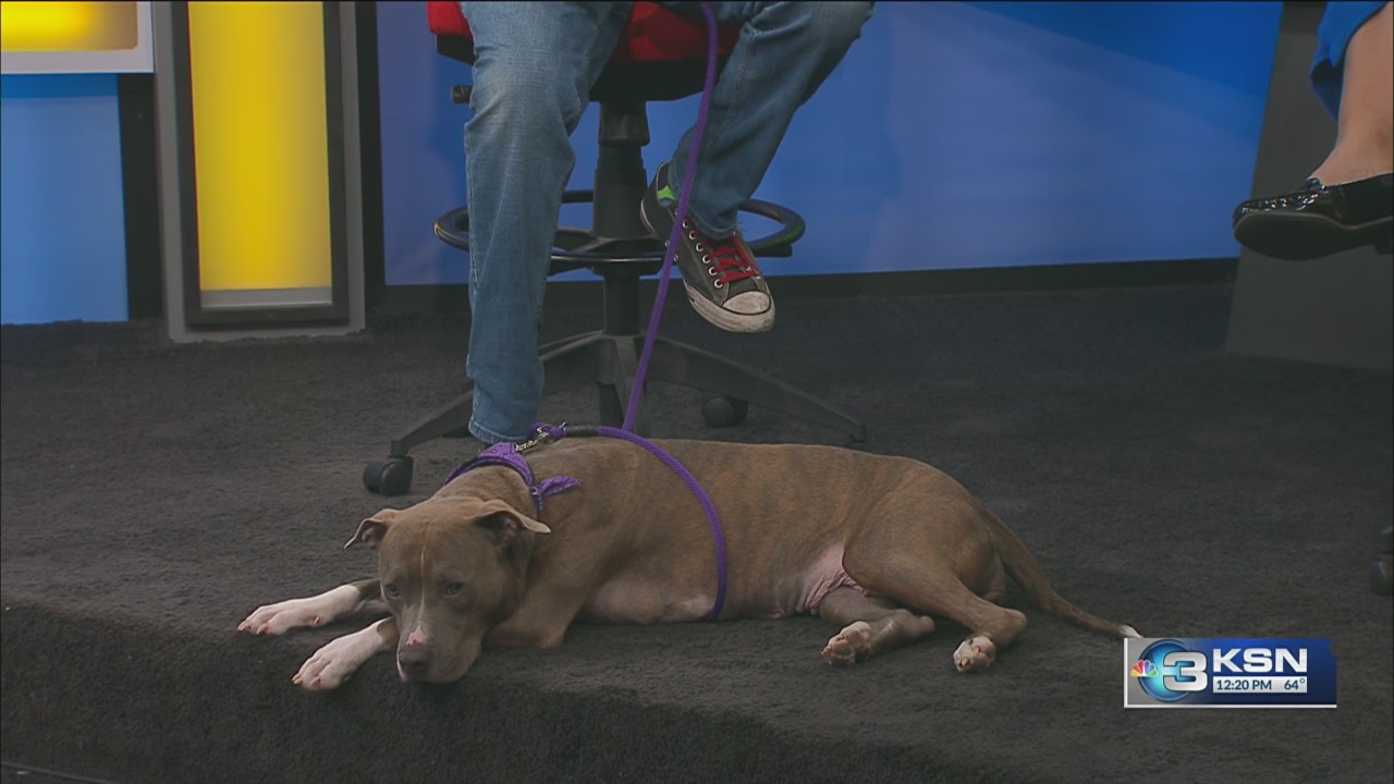 Pet Project: Banshee likes belly rubs; KHS previews 2 events – KSN-TV