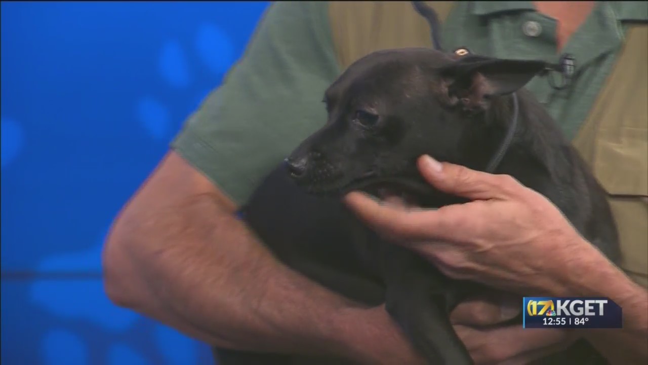 Pet of the Week: Forrester – KGET 17 News