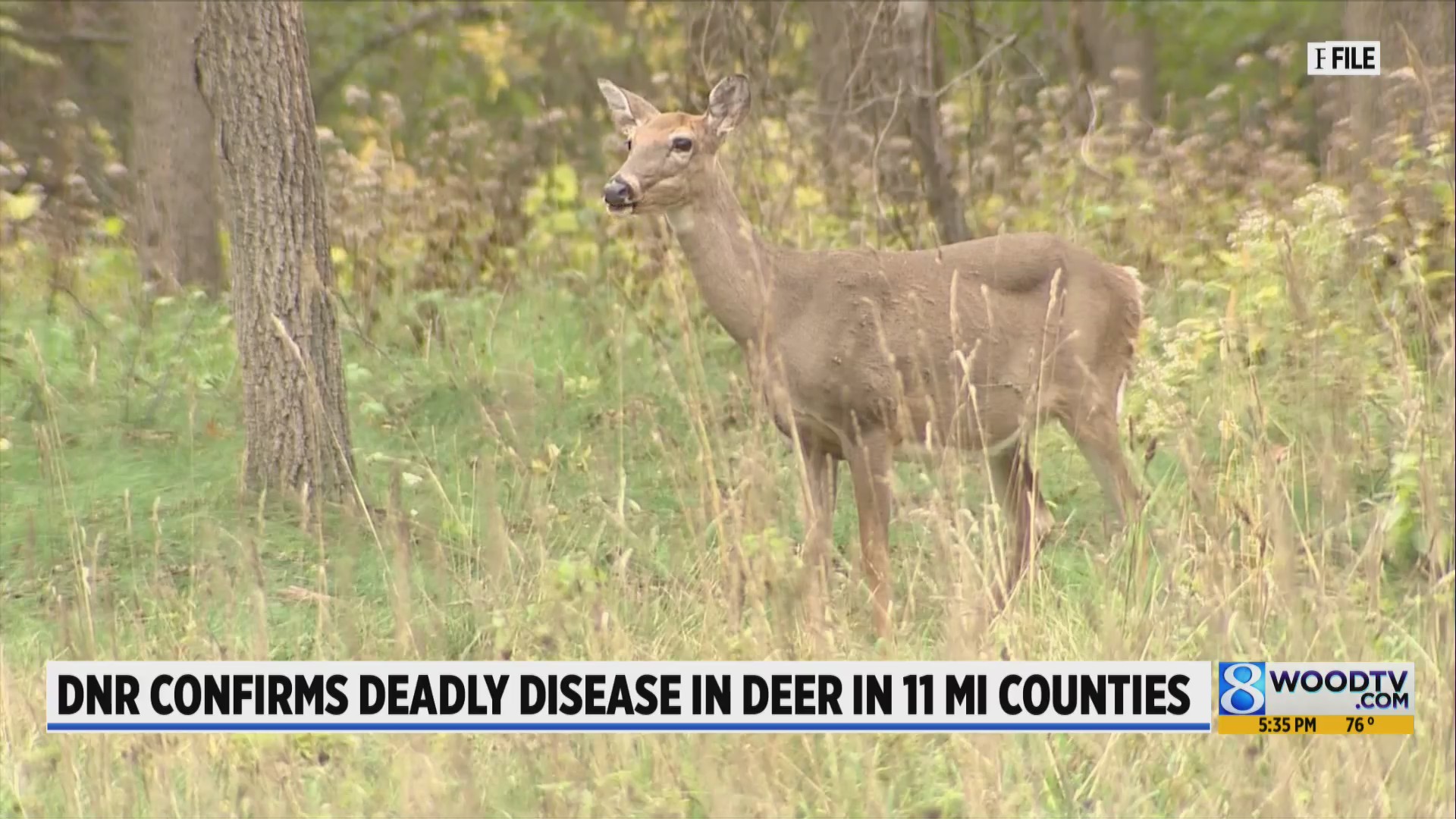 DNR confirms deadly disease in deer in 11 counties – WOODTV.com