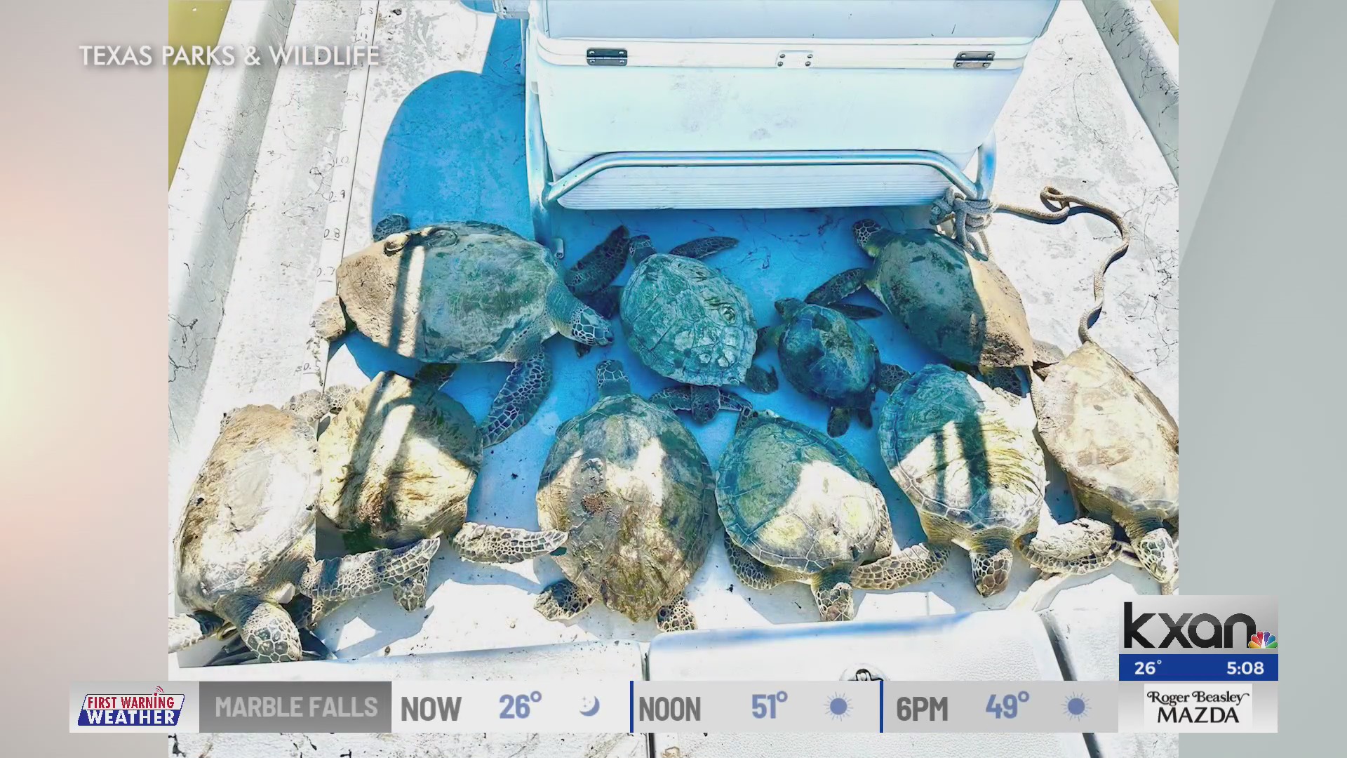 Texas Parks & Wildlife rescues cold-stunned sea turtles along coast – KXAN Austin