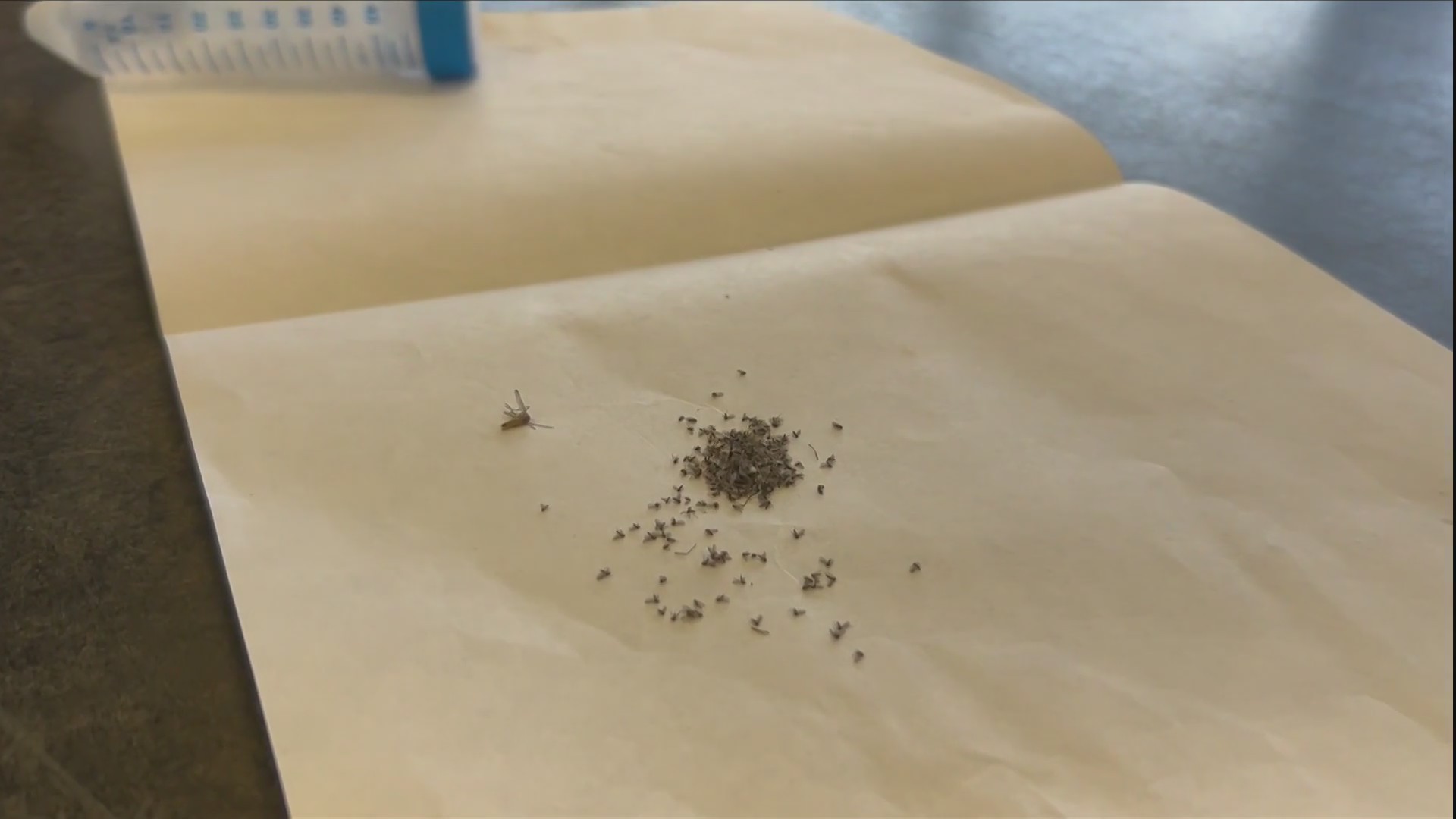 Are ‘no see-ums’, sand gnats worse this year? – WSAV-TV