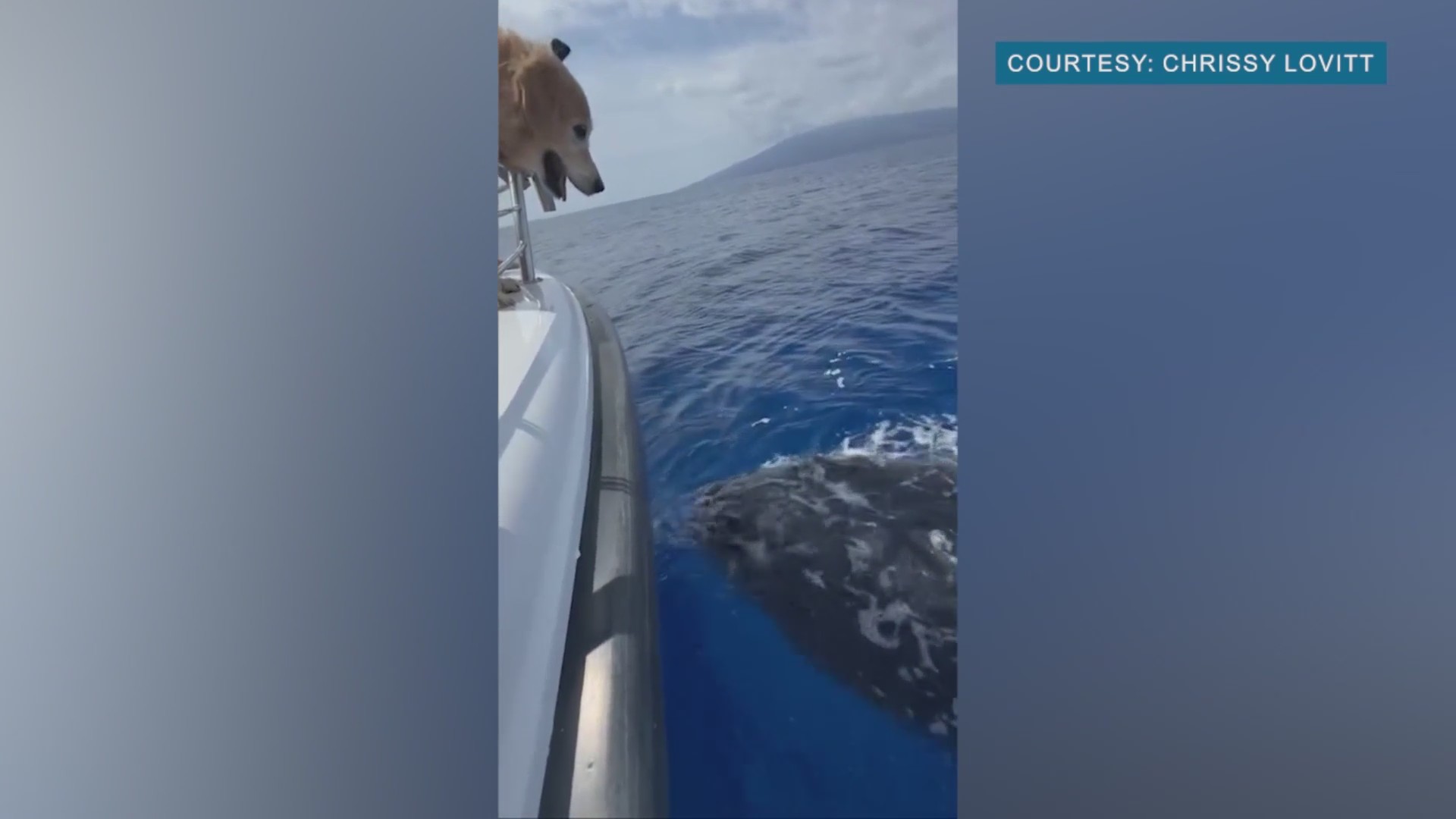 Maui dog befriends whale – KHON2