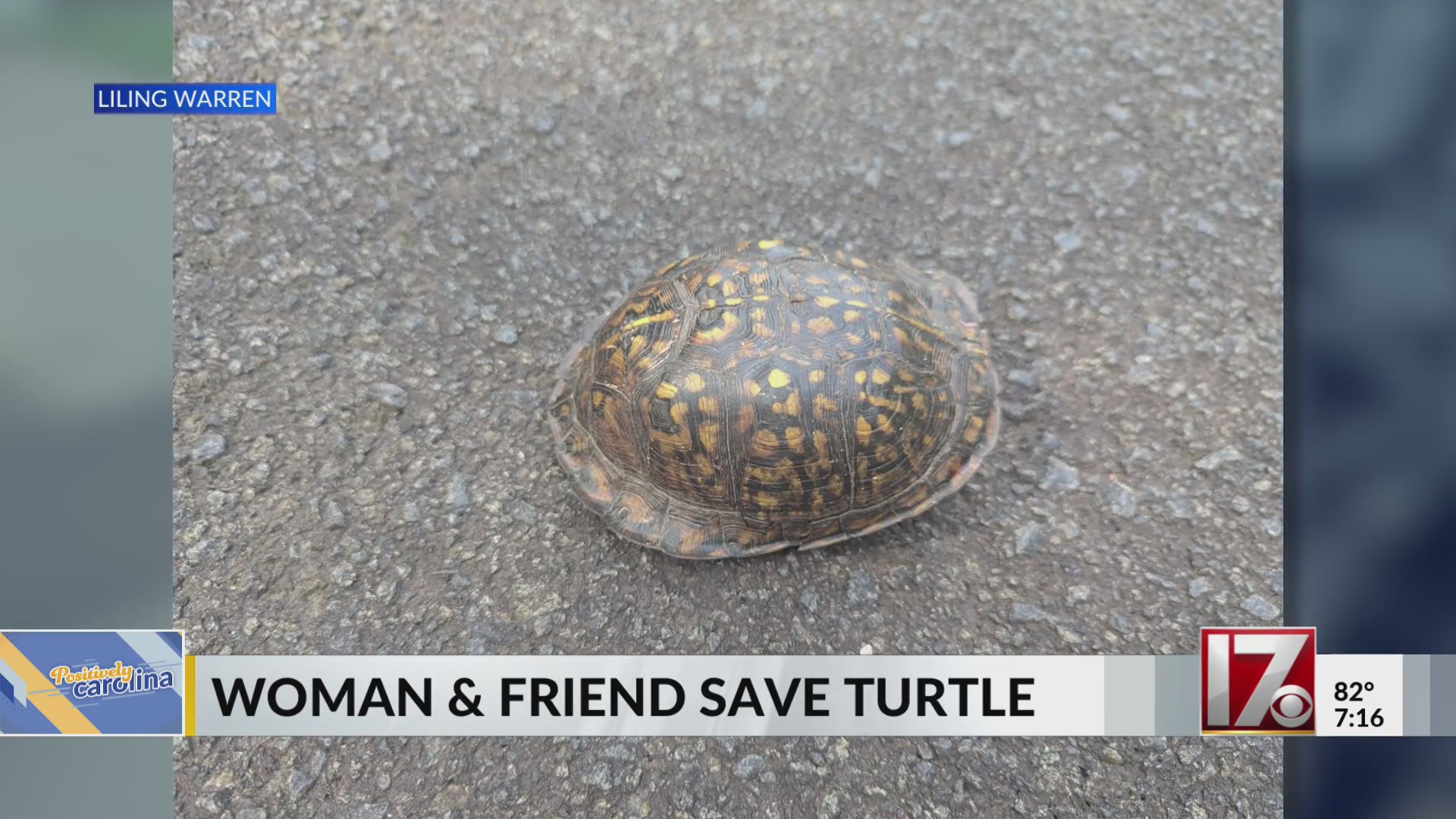 Woman rescues injured turtle lying on road in Wake County – CBS17.com
