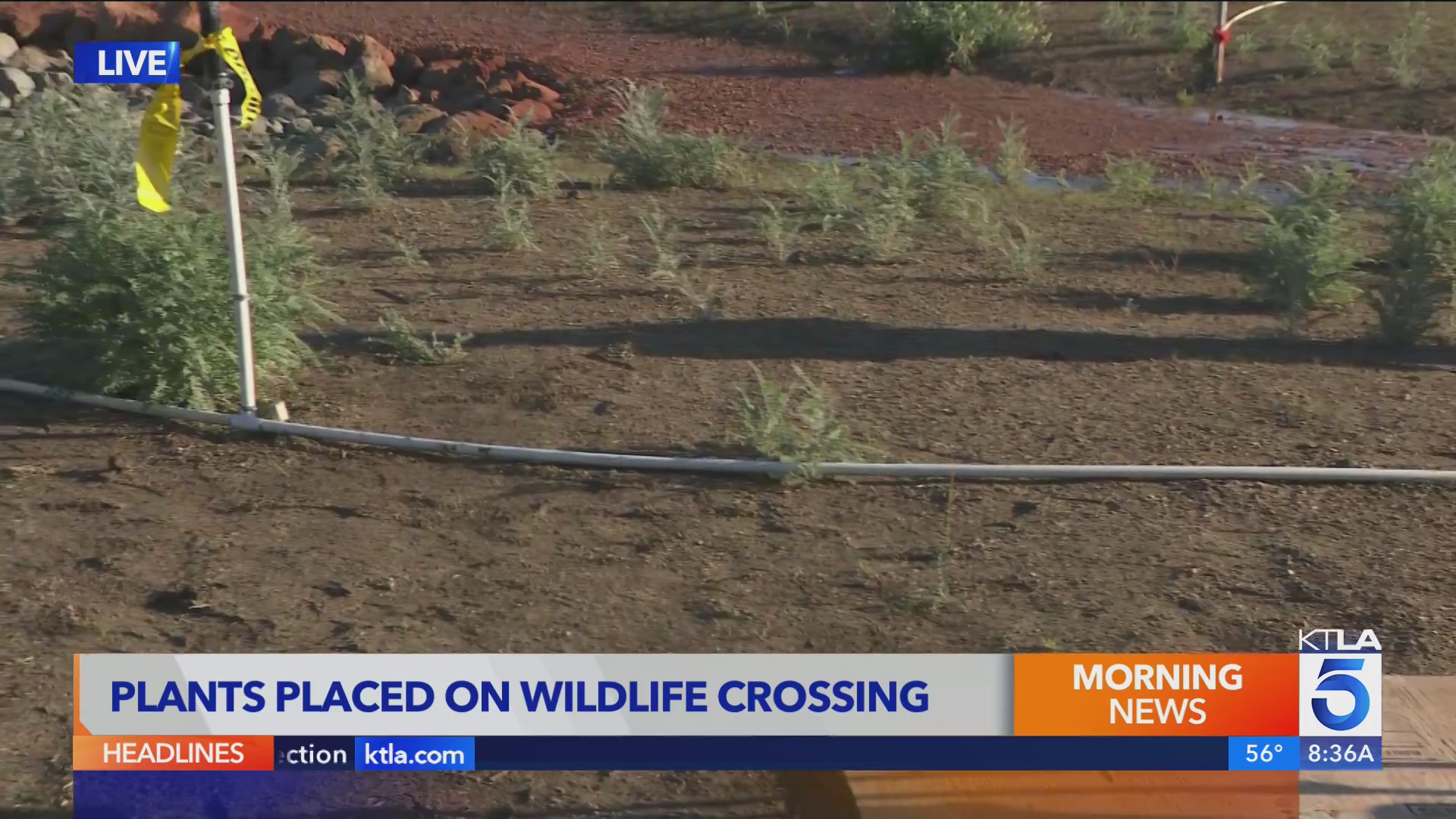 First plants placed on world’s largest wildlife crossing over 101 ...
