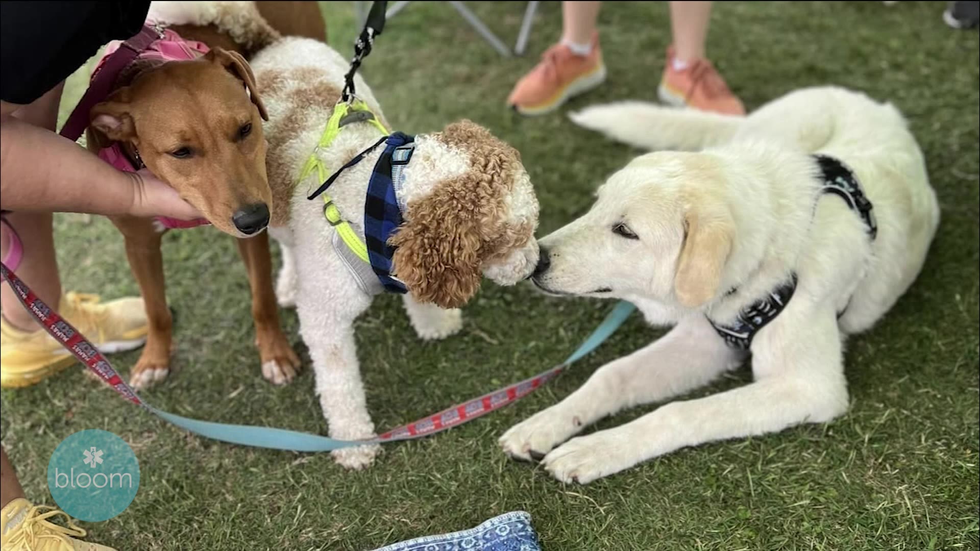Fostering love Volunteering with furry friends – WFLA