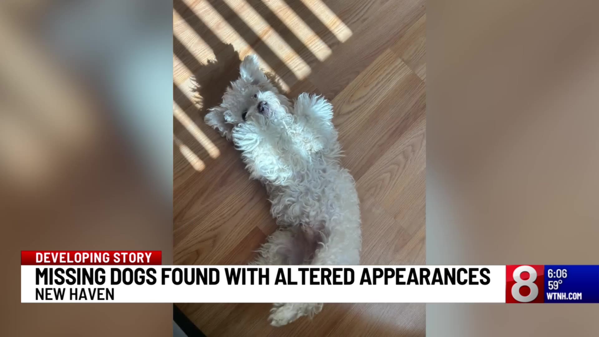 Missing dogs found with altered appearances in Connecticut – WTNH.com