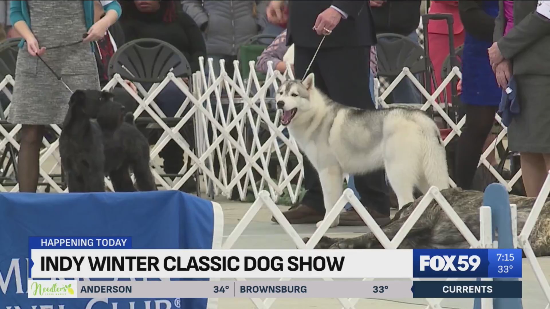 Indy Winter Classic Dog Show at Indiana State Fairgrounds – Fox 59