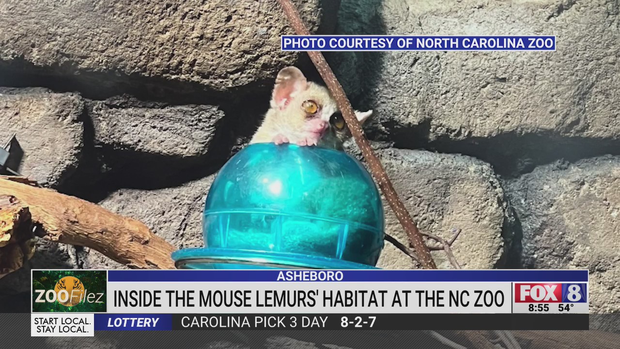 Check out the mouse lemur’s habitat at the North Carolina Zoo – FOX8 WGHP