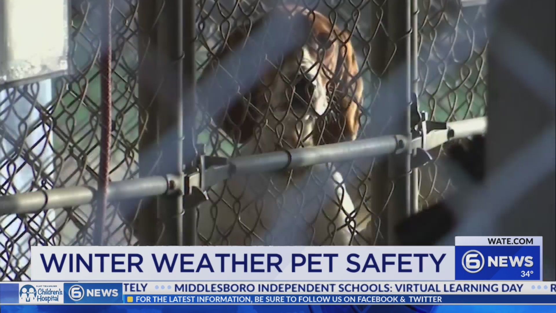Keeping pets safe during cold winter weather conditions – WATE 6 On ...