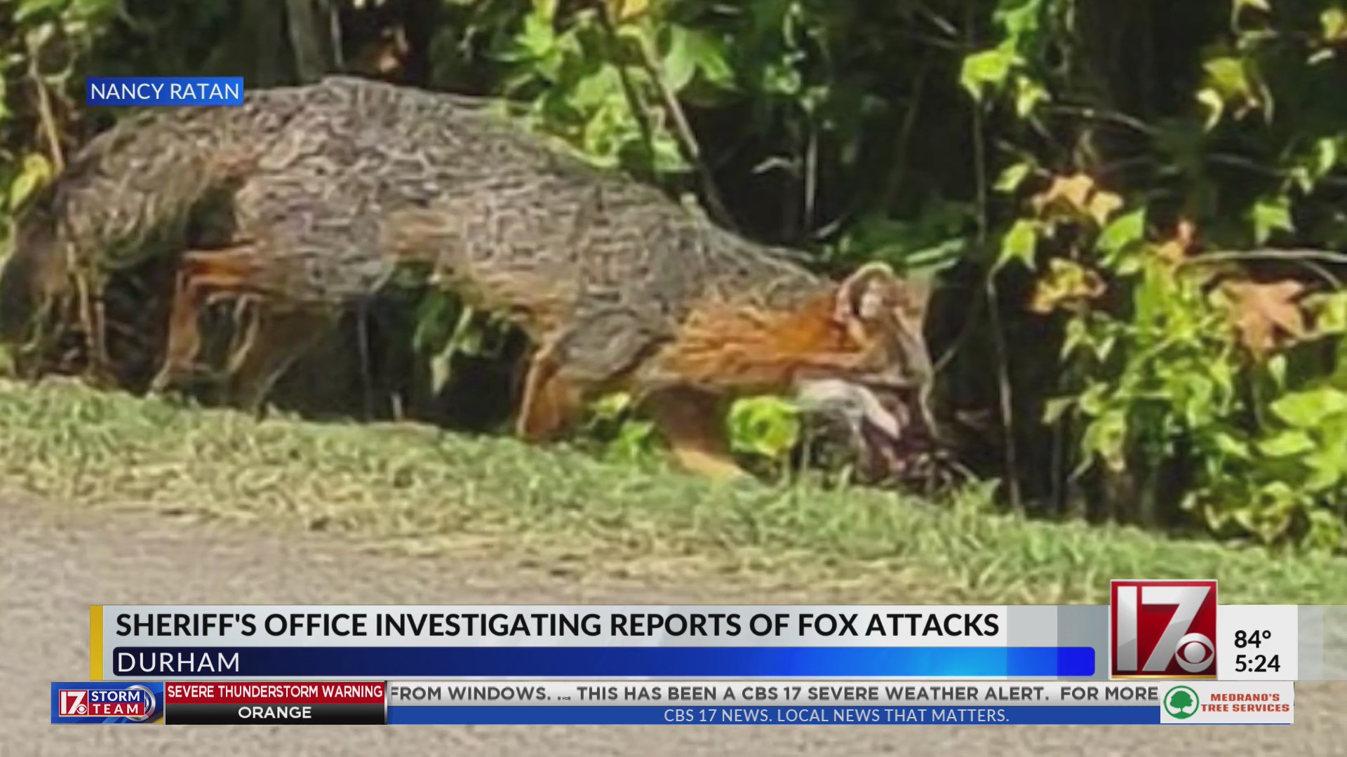 Man fights fox after it attacks his dog in Durham – CBS17.com