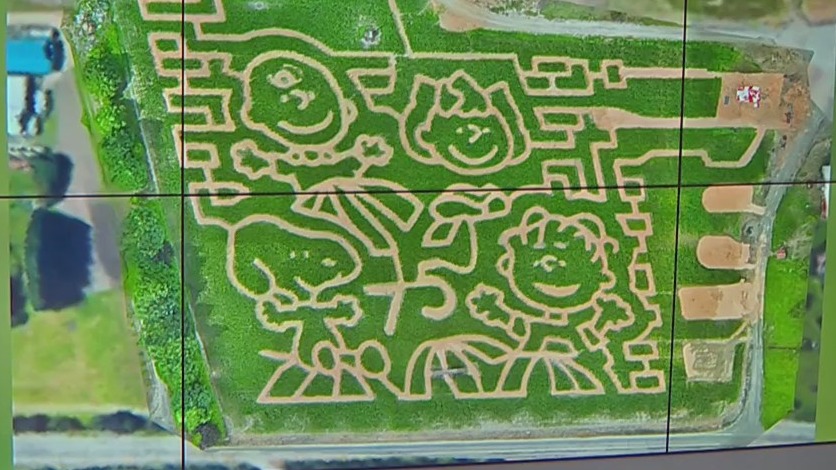 Portland corn maze celebrating 75th anniversary of Peanuts – KOIN.com