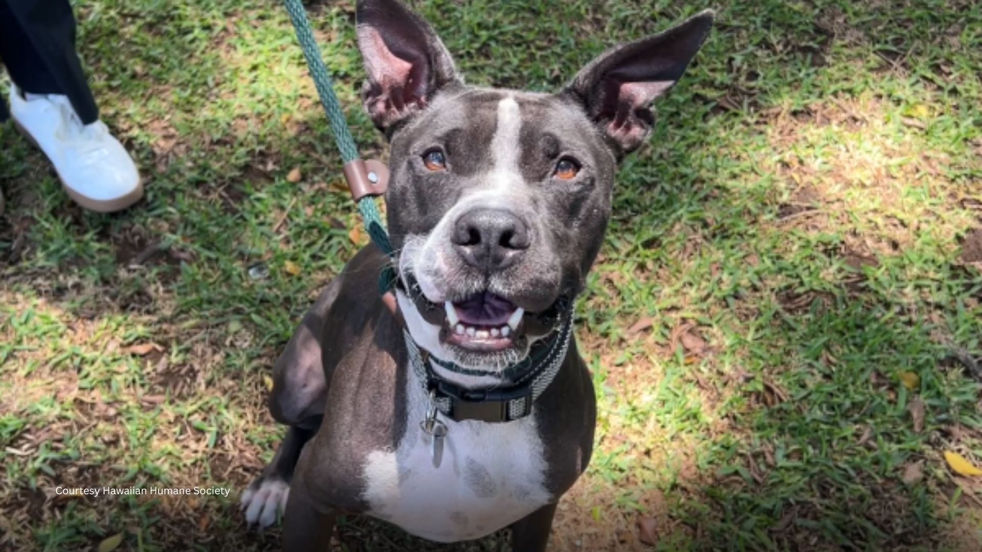 Hawaiʻi’s 5 most commonly surrendered dog breeds – KHON2
