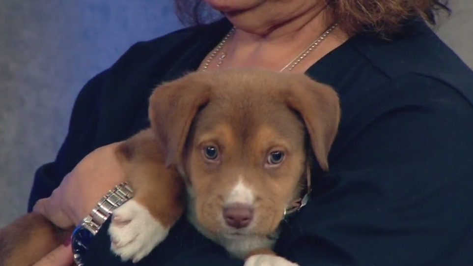 North Shore Animal League helping animals affected by Hurricane Helene ...