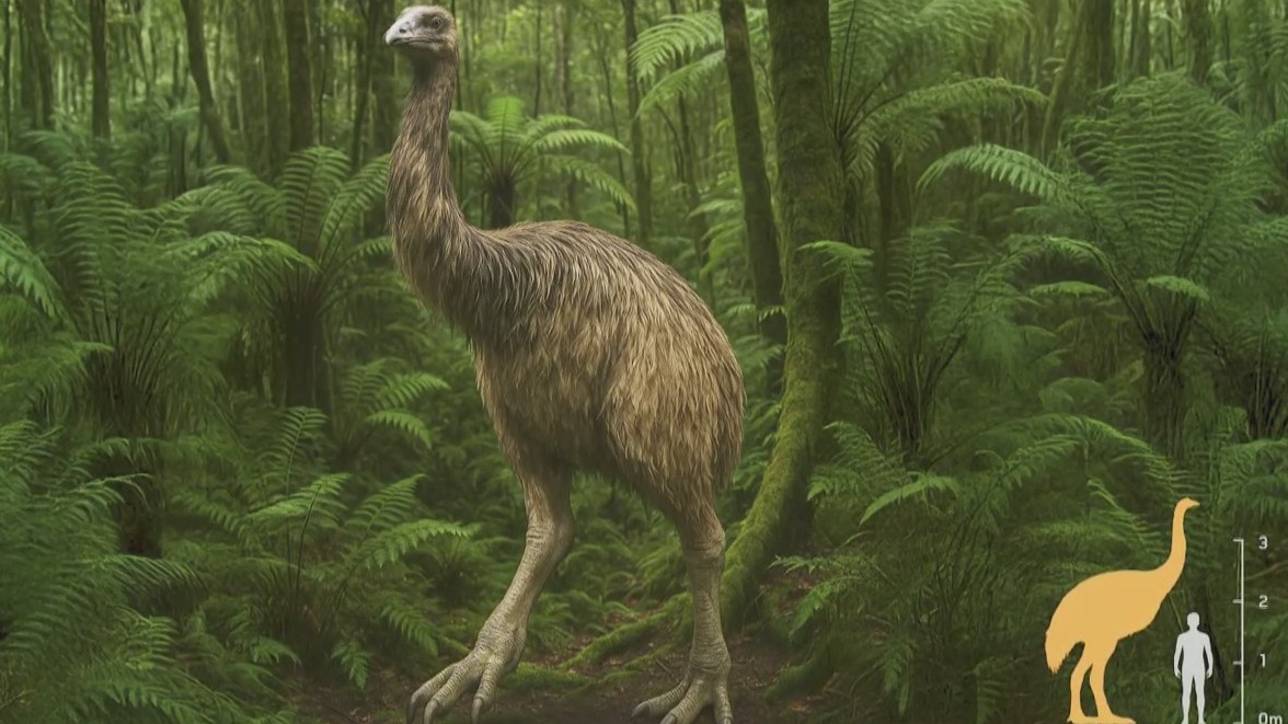 Giant New Zealand bird being brought back to life | Elizabeth Vargas ...