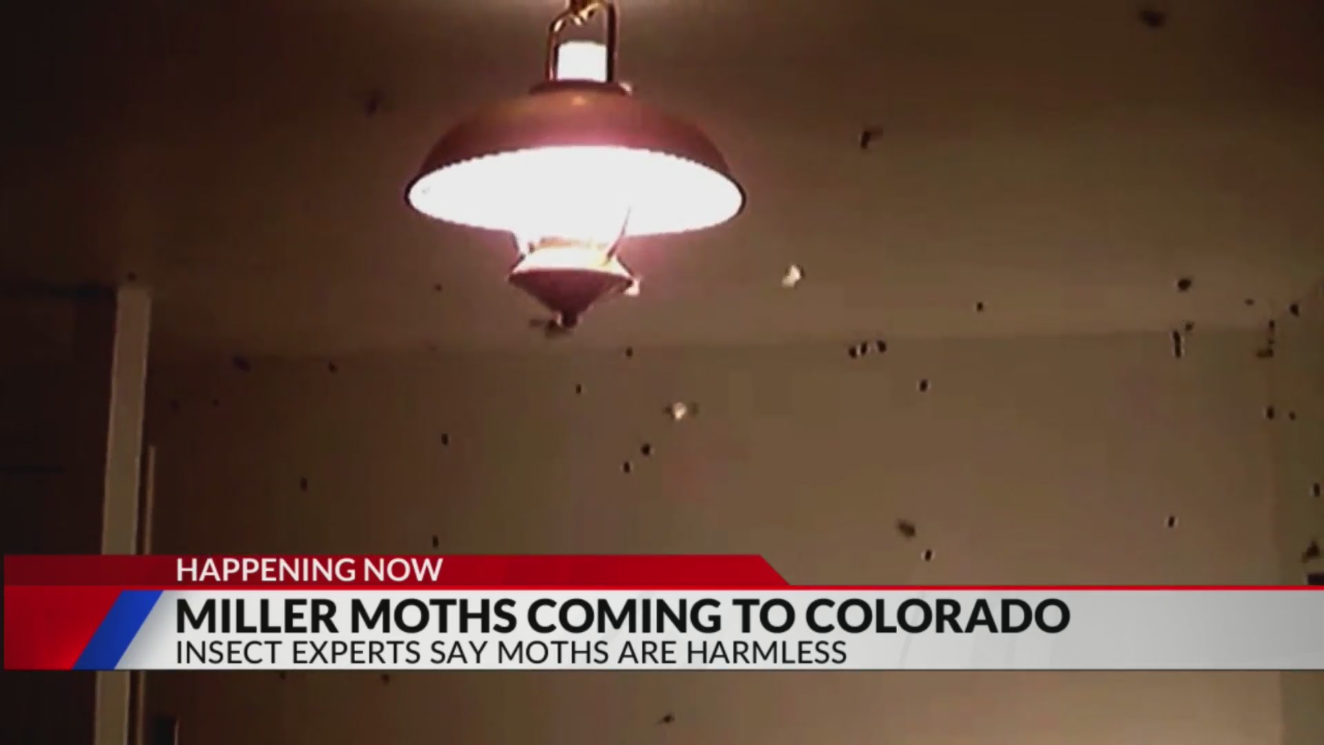 Miller moths coming to Colorado – FOX31 Denver