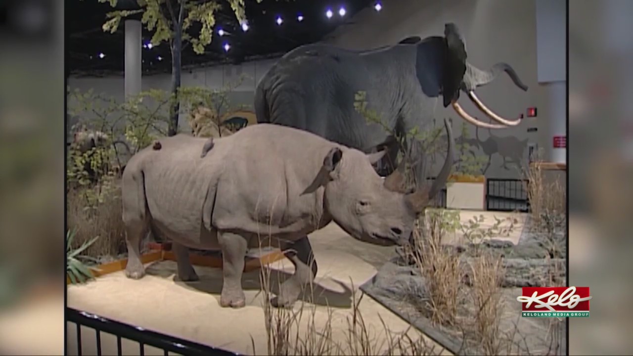Last hope for keeping the Brockhouse animals in SF – KELOLAND.com
