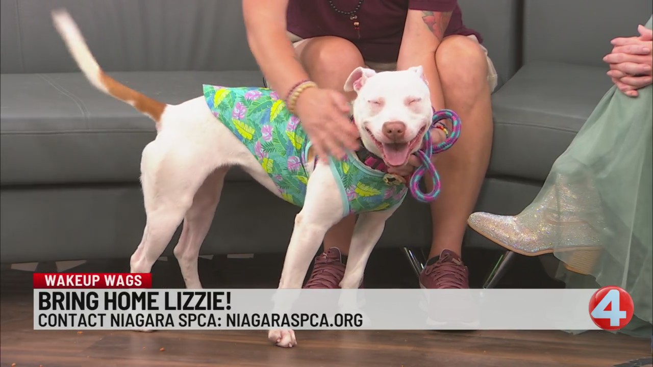Wage up! Wags: Lizzie is a wonderful, easy-going puppy who needs a ...