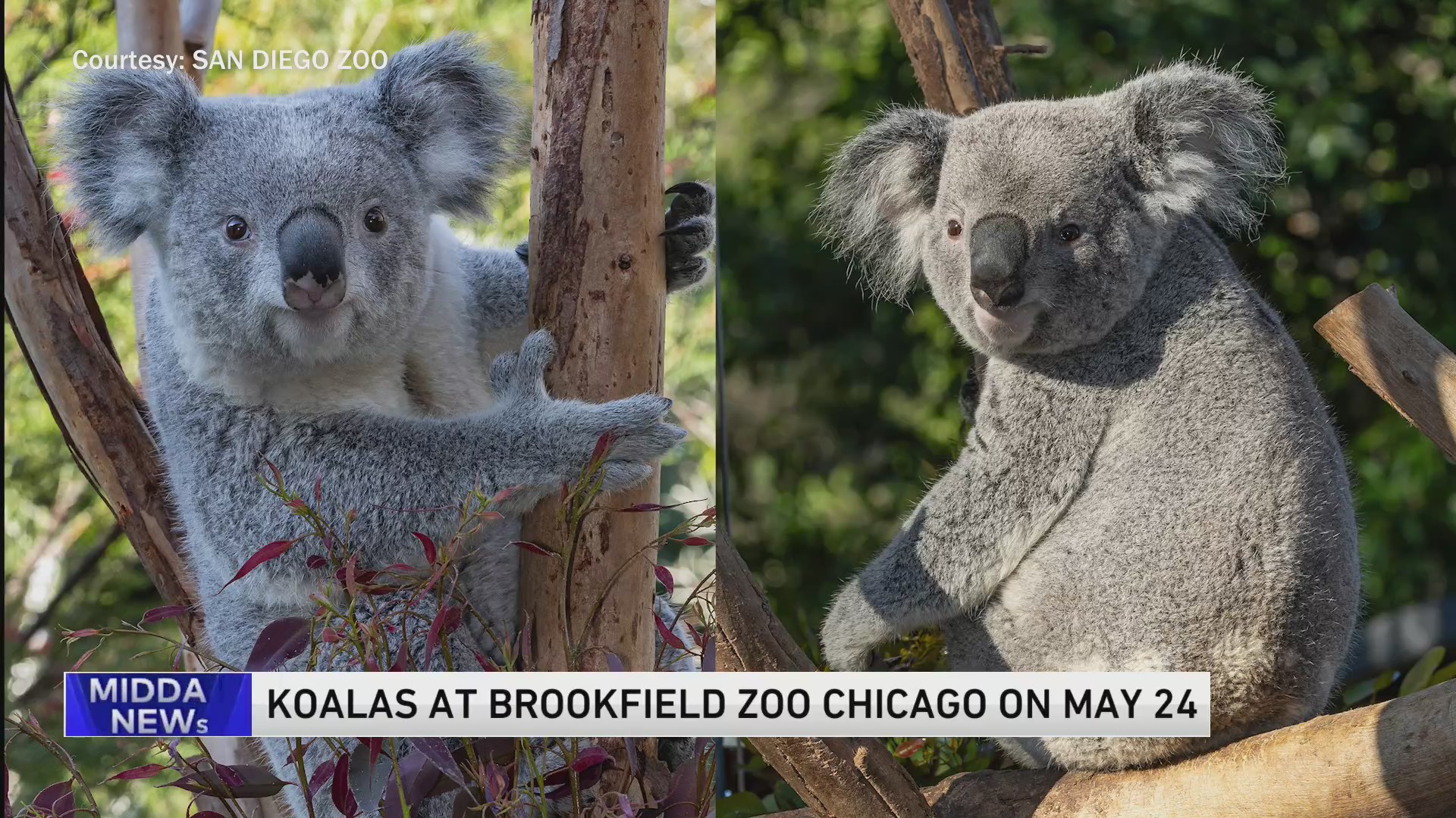 Koalas at Brookfield Zoo Chicago on May 24 – WGN-TV
