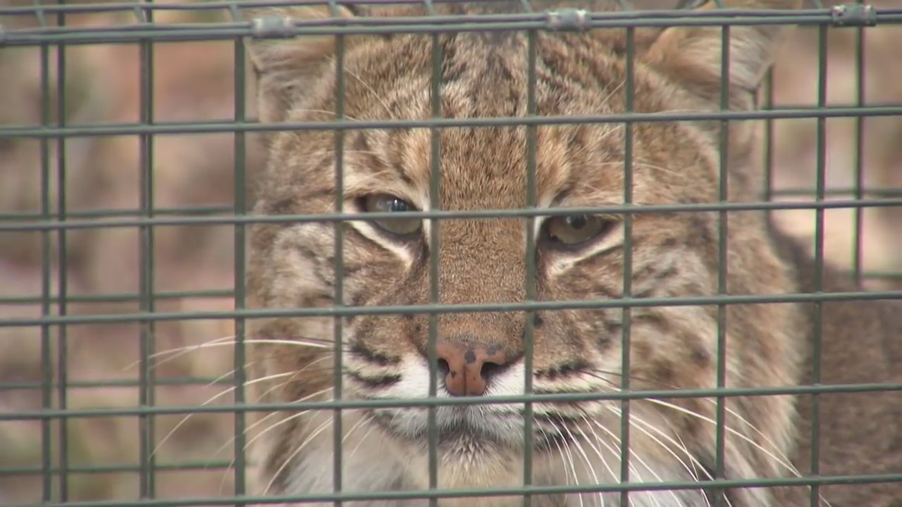 Bobcat found in the Tri-State – Eyewitness News (WEHT/WTVW)
