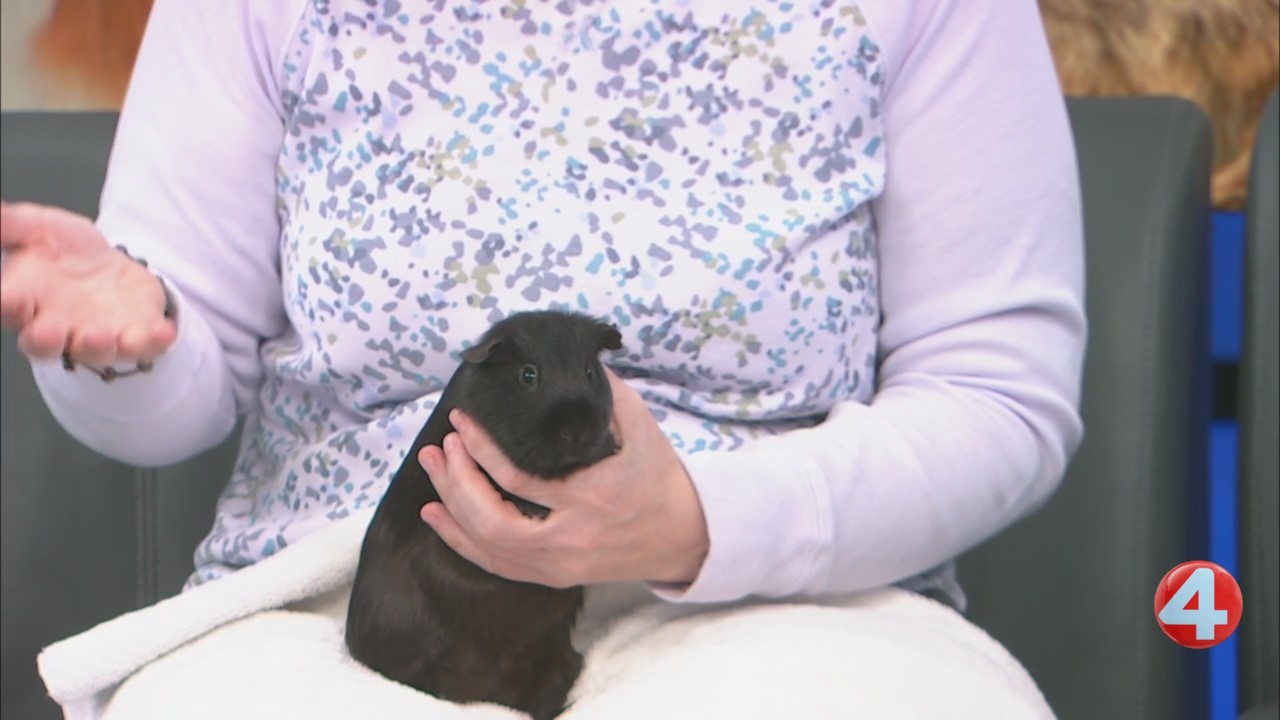 SPCA Monday: Starling the guinea pig is ready for adoption – News 4 Buffalo