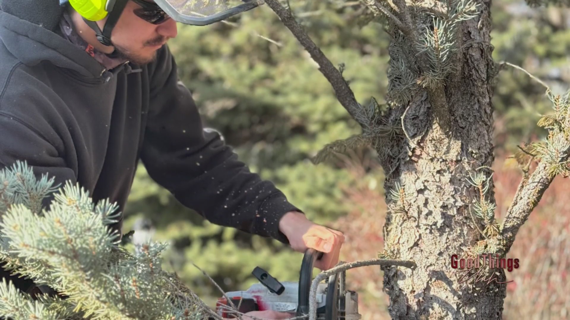 Clean Cuts Trees at the Layton Home Show – ABC4 Utah