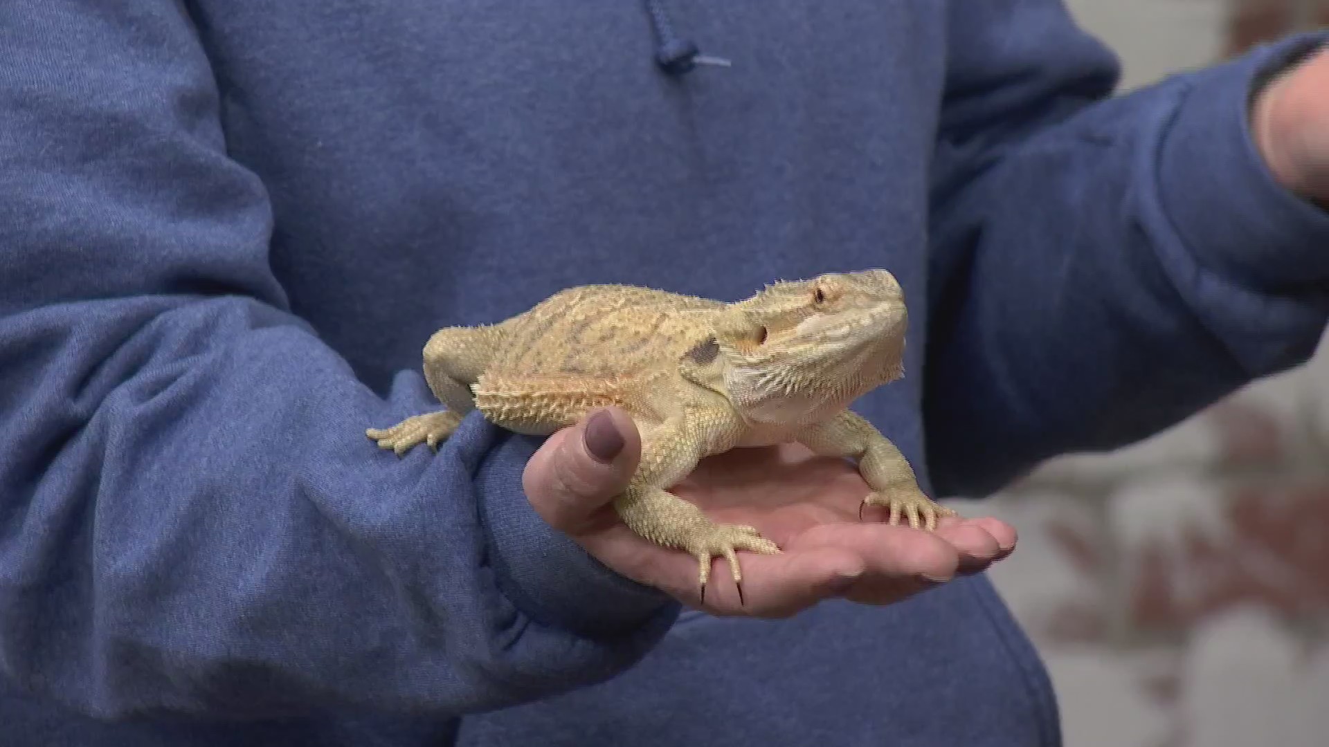 Meet our new reptilian friend! – WCIA.com