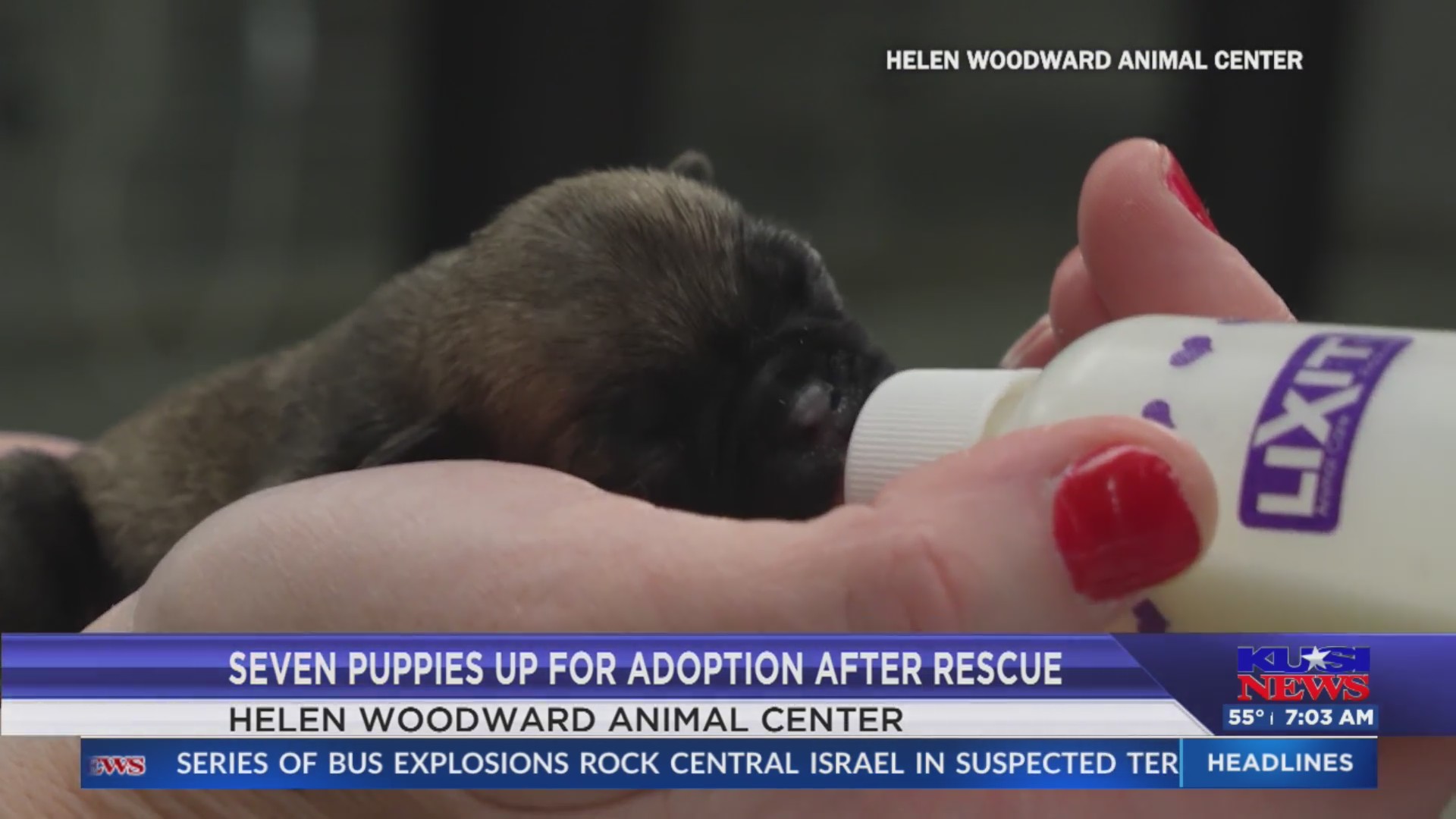 Litter of Pugs rescued from dumpster now up for adoption – FOX 5 San ...