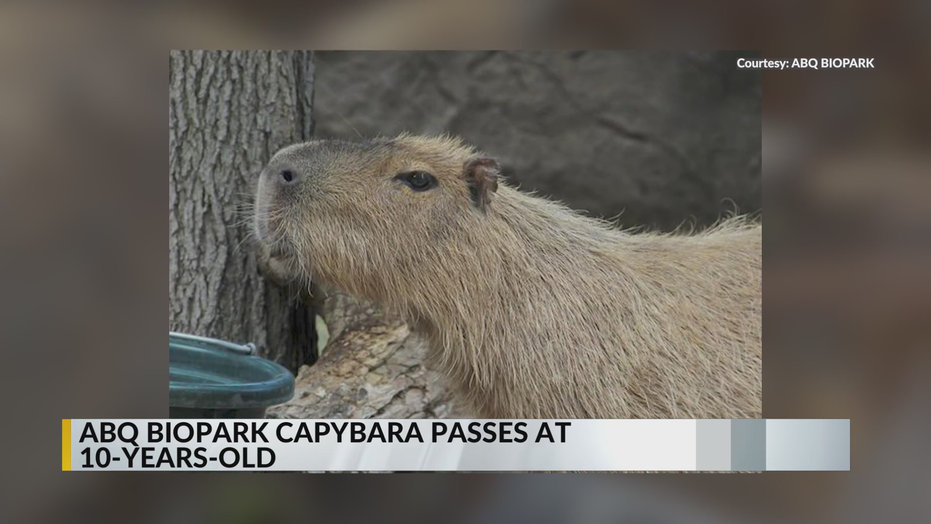 ABQ Biopark capybara dies at 10 years old – KRQE NEWS 13 – Breaking ...