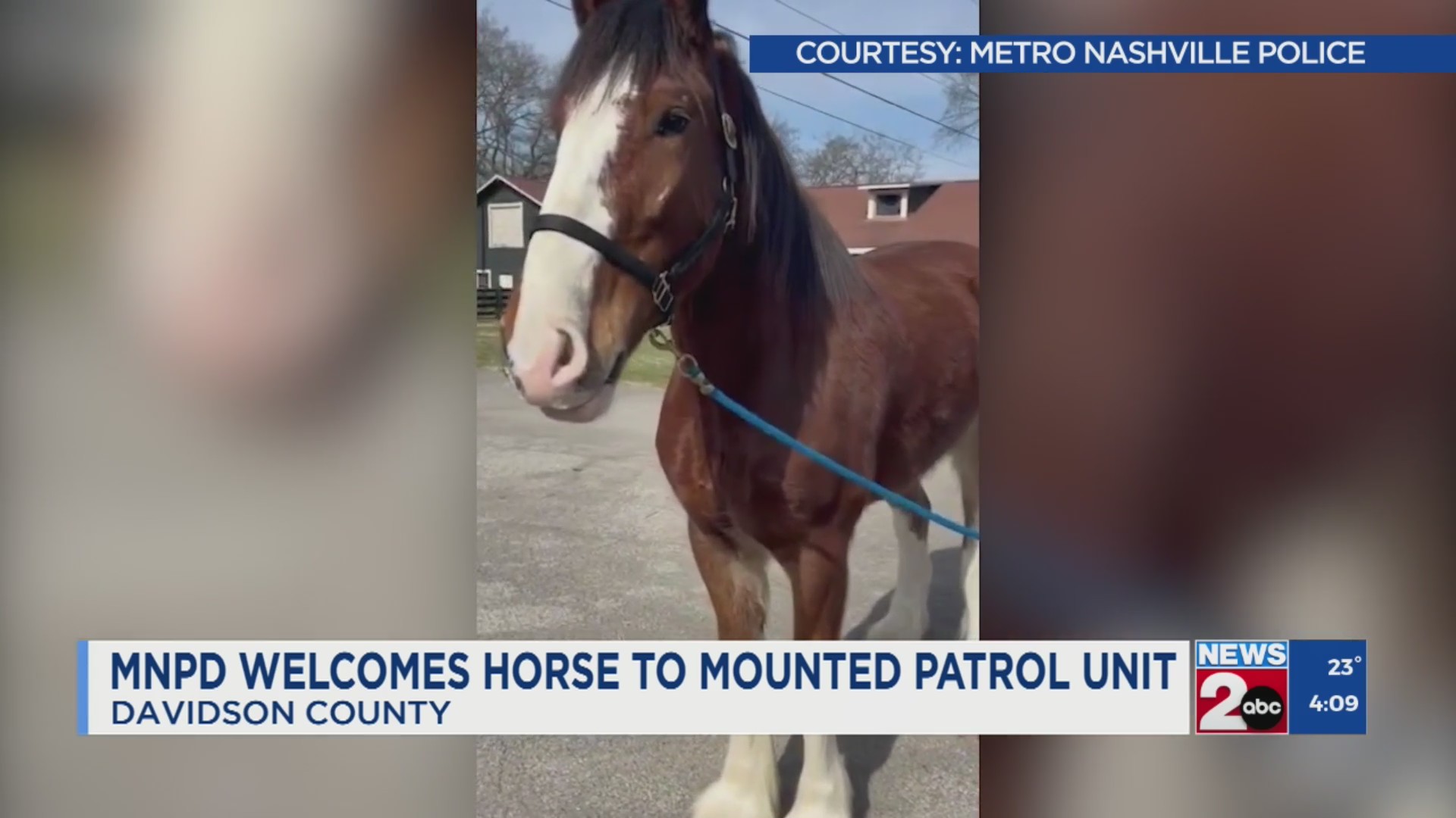 MNPD welcomes new horse to Mounted Patrol Unit – WKRN News 2
