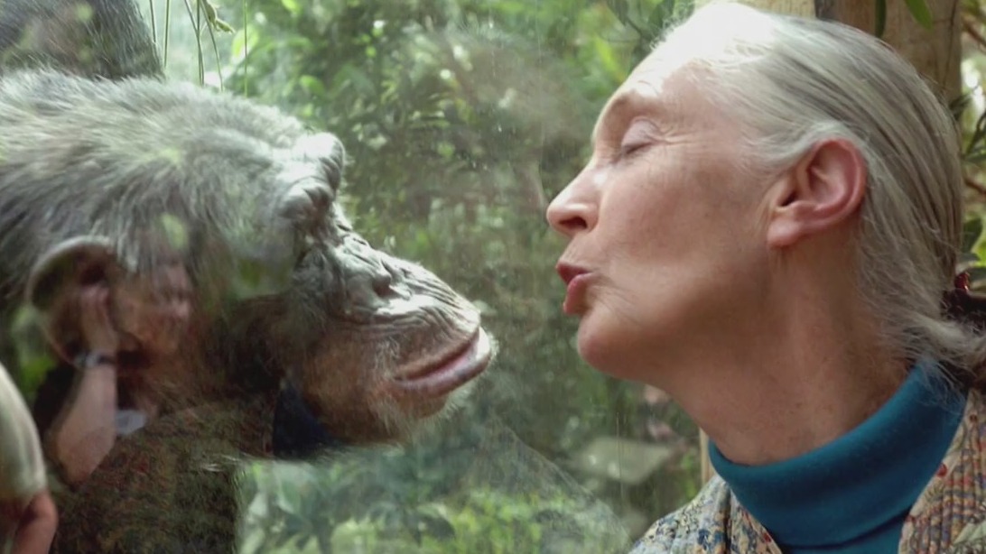 Jane Goodall died with her boots on, unafraid: Nat Geo writer | Elizabeth Vargas Reports ...