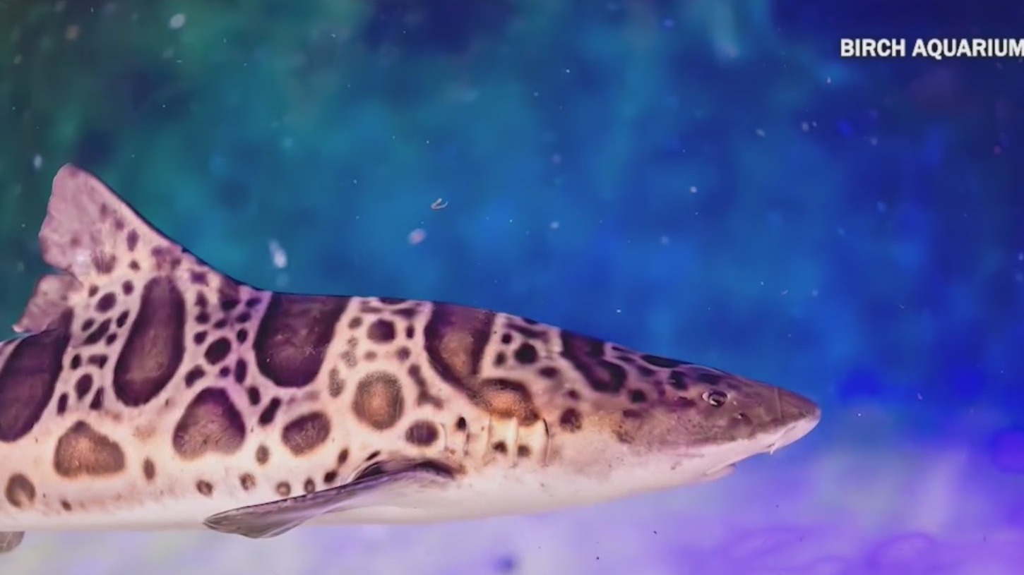 ‘Shark Summer’ returns to Birch Aquarium in La Jolla – FOX 5 San Diego ...