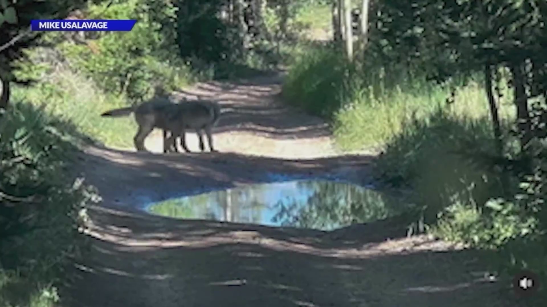 Necropsy shows Grand County wolf died of injuries from fighting – FOX31 ...