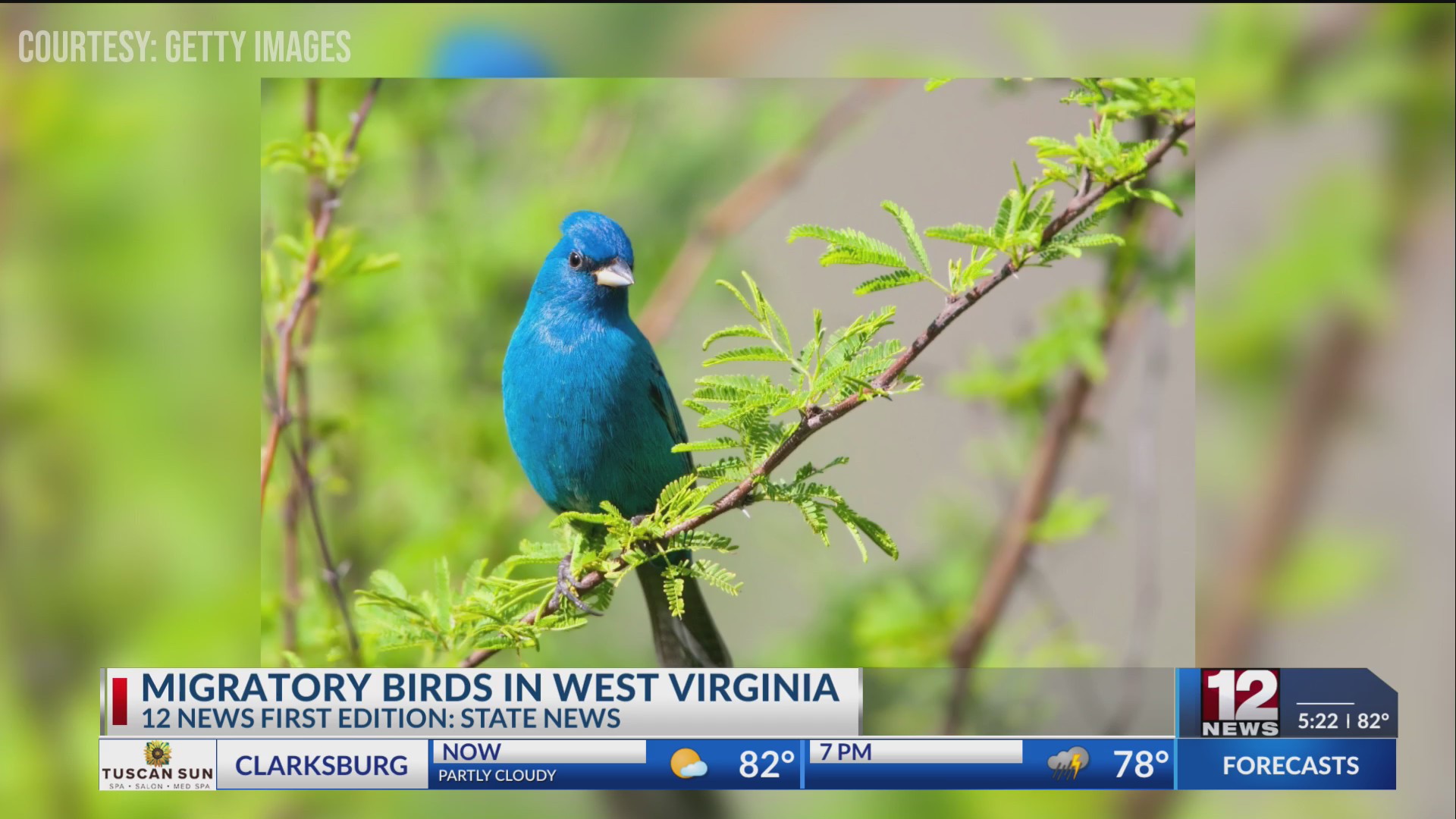 Look out for ‘Skittles of the bird world’ in West Virginia this summer ...