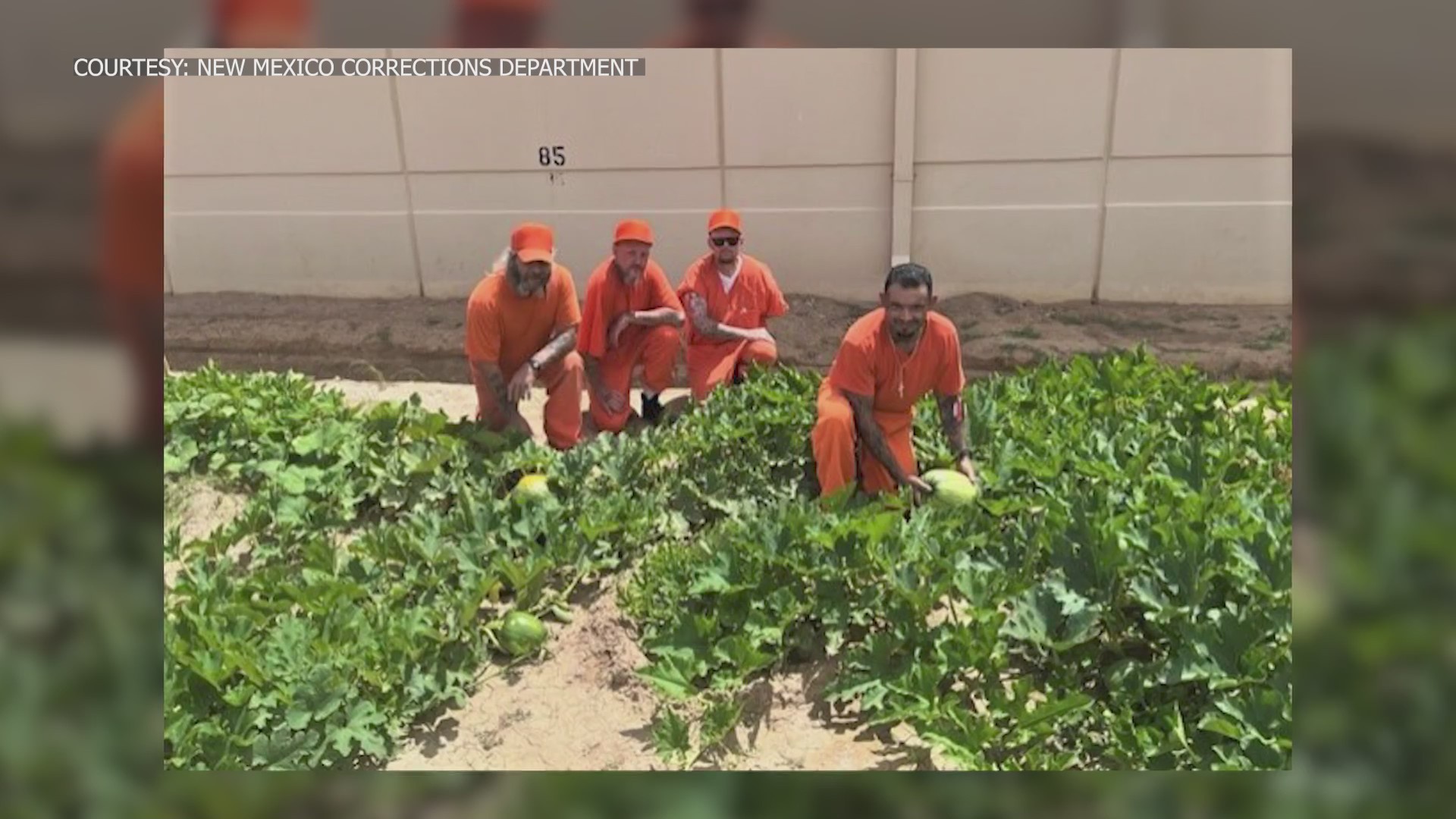 New Mexican inmates are gardening to help their community – KRQE NEWS ...